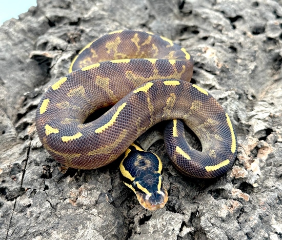 Freeway Ghi Enchi Ball Python by Herps Etc Reptiles