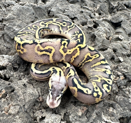 Freeway Leopard Pastel Ghi Ball Python by Herps Etc Reptiles