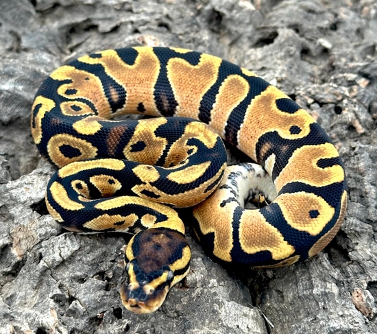 Orange Dream Yellowbelly %100 Het Clown Ball Python by Herps Etc Reptiles