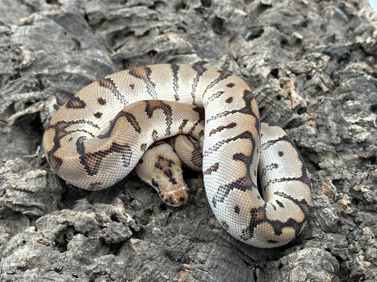 Clown Chocolate Hidden Gene Woma Ball Python by Herps Etc Reptiles