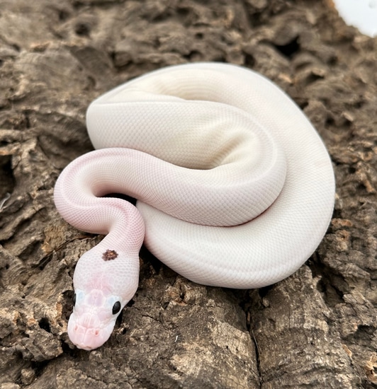 Pied Russo Pinto Ball Python by Herps Etc Reptiles
