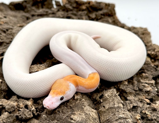 Pied Banana Russo Pinto Ball Python by Herps Etc Reptiles