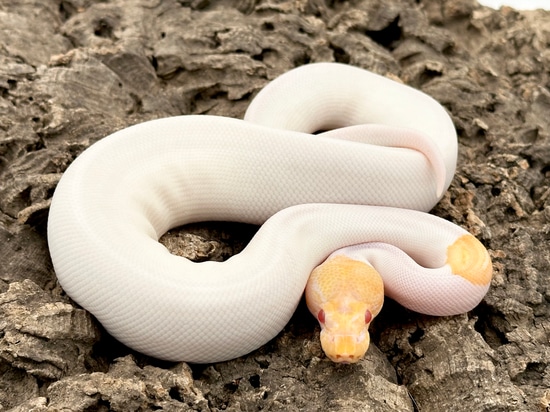 Pied Albino Russo (Pinto) Ball Python by Herps Etc Reptiles