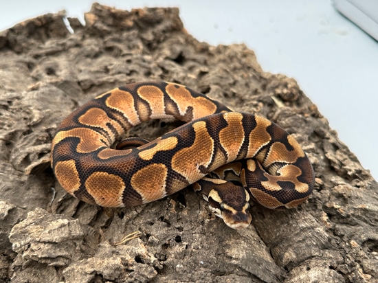 Cinnamon Enchi %100 Het Sunset Ball Python by Herps Etc Reptiles