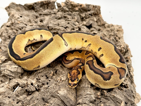 Clown Enchi Sugar Ball Python by Herps Etc Reptiles