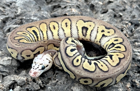 Clown Stranger Pastel Scaleless Head Ball Python by Herps Etc Reptiles