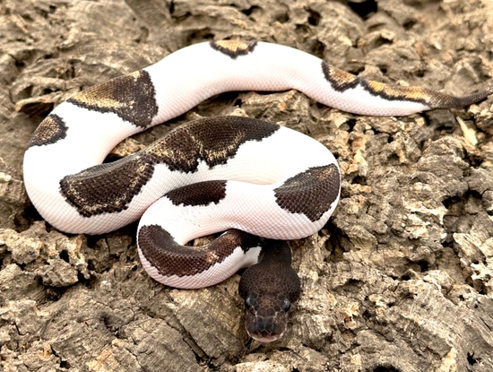 Pied Blackhead Mojave Ball Python by Herps Etc Reptiles