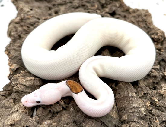 Pied Russo (Pinto) Ball Python by Herps Etc Reptiles