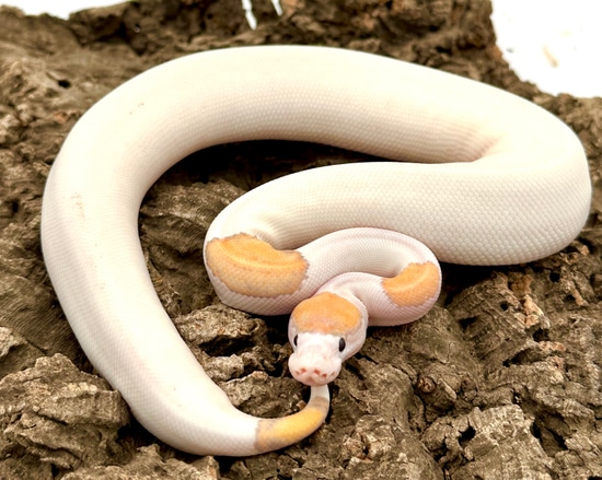 Pied Banana Russo (Pinto) Ball Python by Herps Etc Reptiles