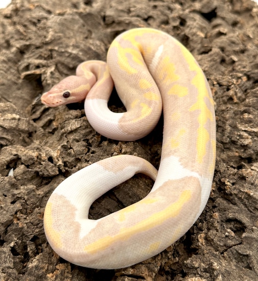 Pied Super Banana Ball Python by Herps Etc Reptiles