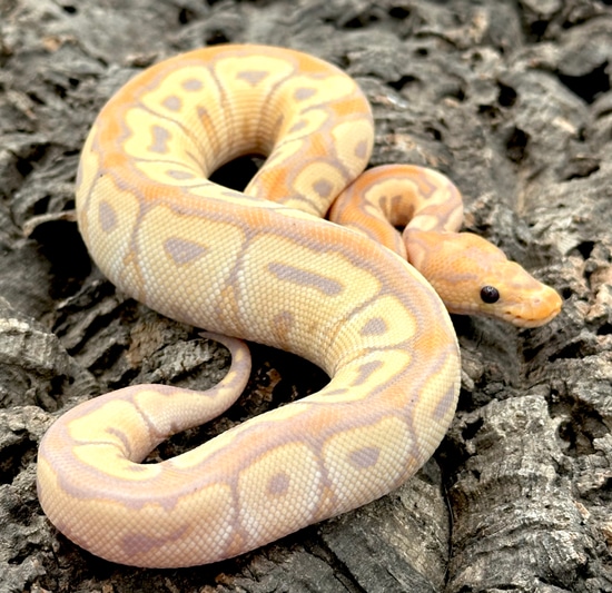 Clown Wookie Banana (Female Maker) Ball Python by Herps Etc Reptiles