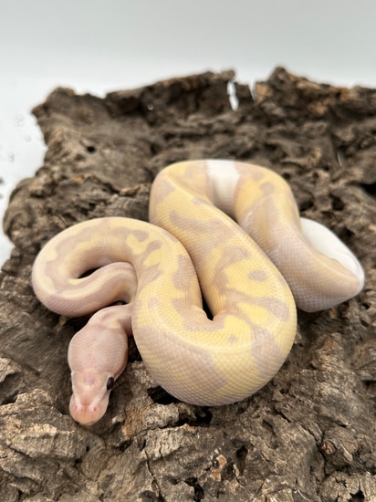 Pied Super Banana Ball Python by Herps Etc Reptiles