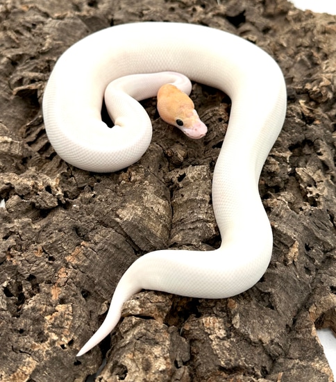 Pied Banana Russo (Pinto) Ball Python by Herps Etc Reptiles