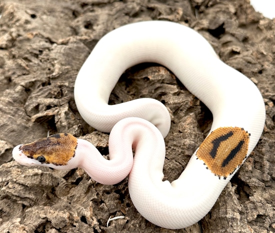 Pied Spotnose Ball Python by Herps Etc Reptiles