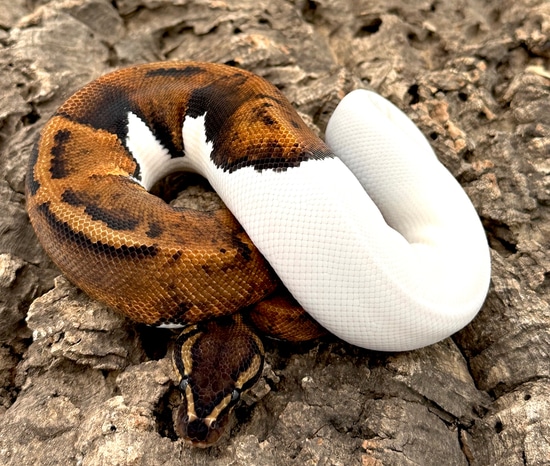 Pied Mahogany Ball Python by Herps Etc Reptiles