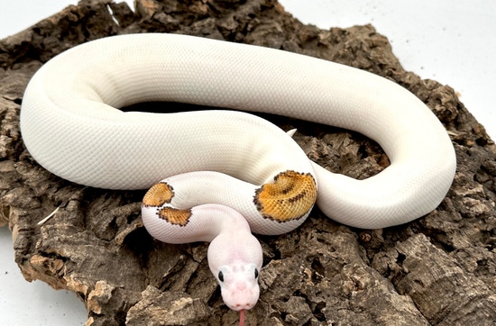 Pied Russo (Pinto) Ball Python by Herps Etc Reptiles