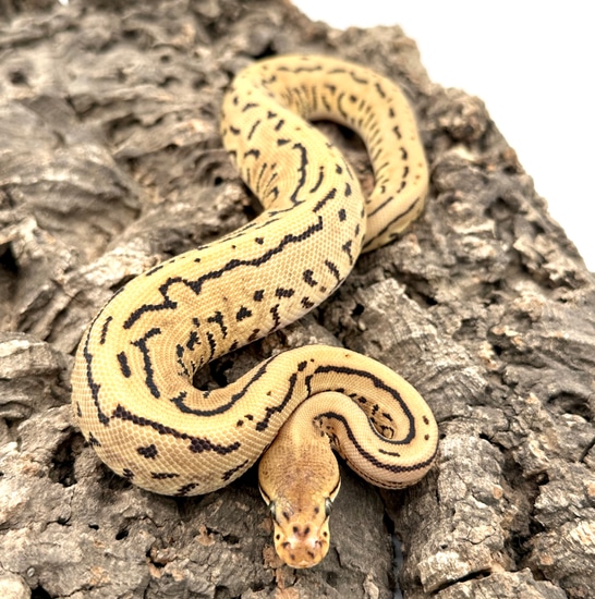 Spotnose Pinstripe Yellowbelly %100 Dh Clown Pied Ball Python by Herps ...