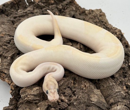 Pied Ivory Ball Python by Herps Etc Reptiles