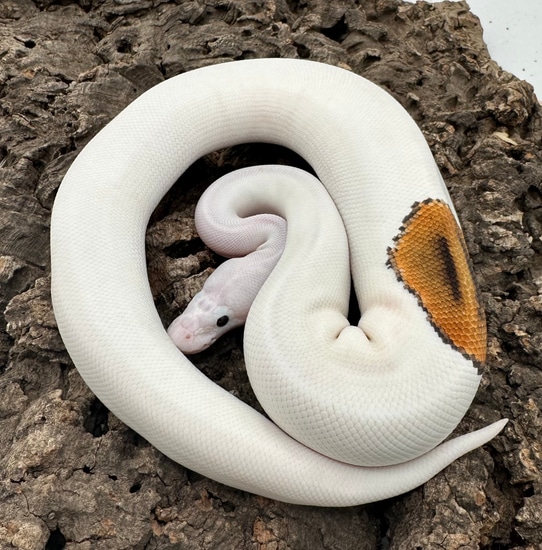 Pied Russo (Pinto) Ball Python by Herps Etc Reptiles