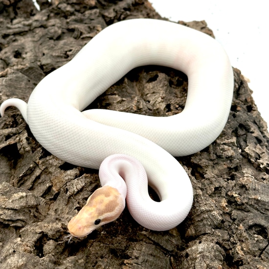 Pied Banana Russo (Pinto) Ball Python by Herps Etc Reptiles