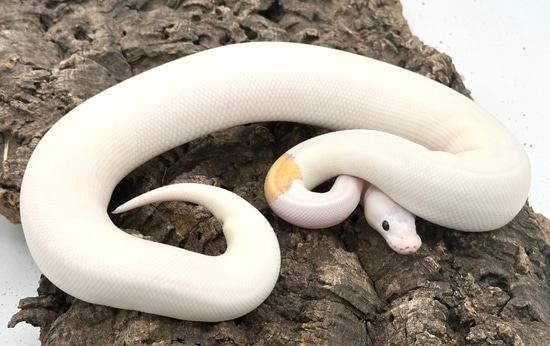 Pied Banana Russo (Pinto) Ball Python by Herps Etc Reptiles