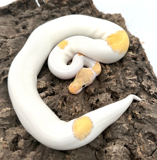 Pied Banana Russo (Pinto) Ball Python by Herps Etc Reptiles