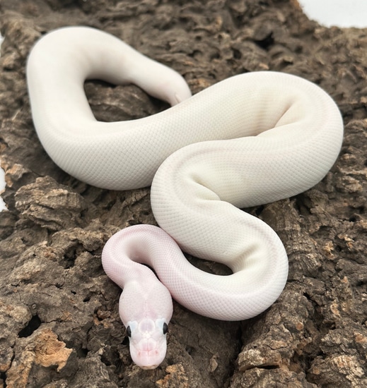 Pied Russo (Pinto) Ball Python by Herps Etc Reptiles