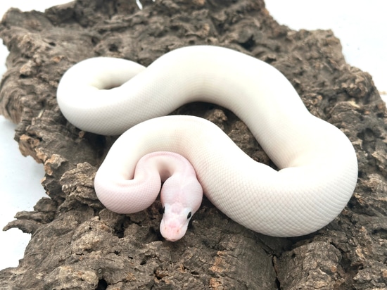 Pied Russo (Pinto) Ball Python by Herps Etc Reptiles