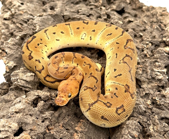 Clown Pinstripe Ball Python by Herps Etc Reptiles