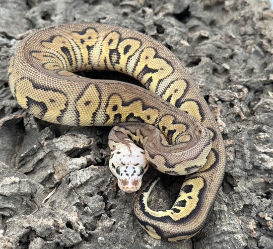 Clown Pastel Stranger Scaleless Head Ball Python by Herps Etc Reptiles