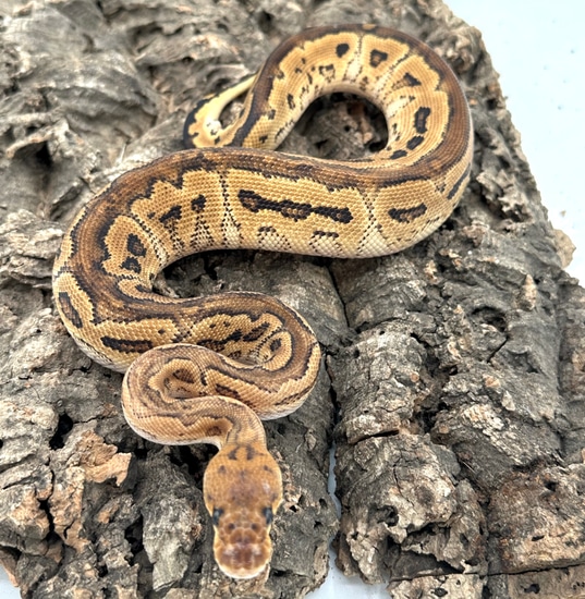 Clown Bongo Leopard Ball Python by Herps Etc Reptiles