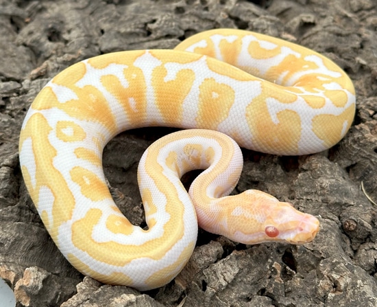 Albino Spotnose %100 Dh Clown Pied Ball Python by Herps Etc Reptiles