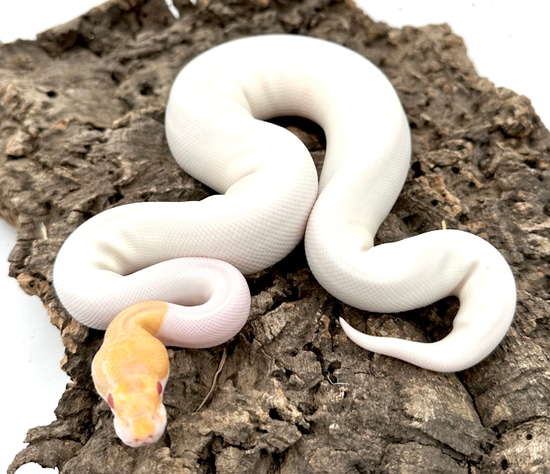 Pied Albino Russo (Pinto) Ball Python by Herps Etc Reptiles