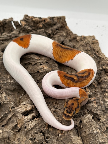 Clown Pied %100 Het Ghost Ball Python by Herps Etc Reptiles