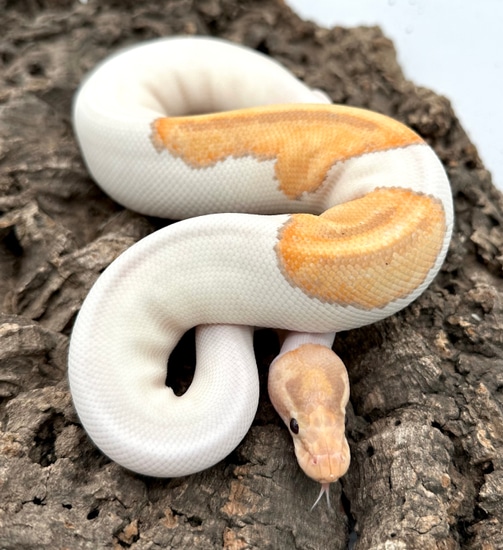 Pied Banana Russo (Pinto) Ball Python by Herps Etc Reptiles