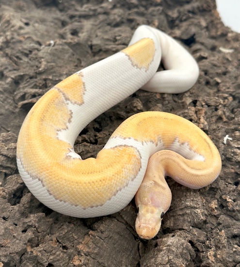 Pied Banana Russo (Pinto) Ball Python by Herps Etc Reptiles