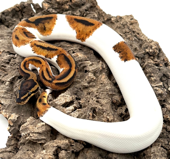 Pied %100 Double Het Ghost Clown Ball Python by Herps Etc Reptiles