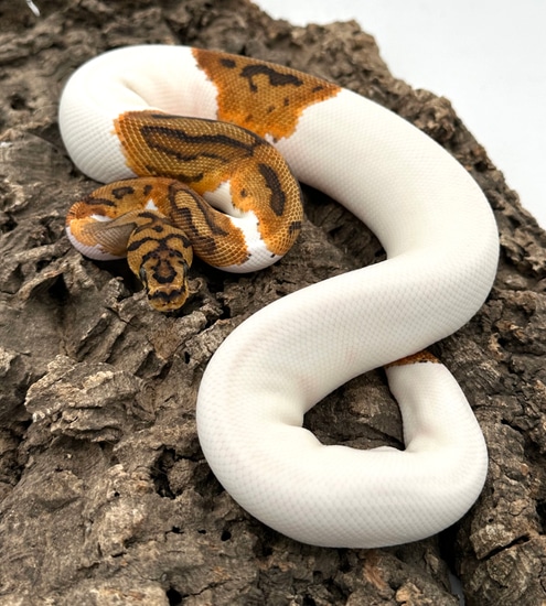 Clown Pied %100 Het Ghost Ball Python by Herps Etc Reptiles