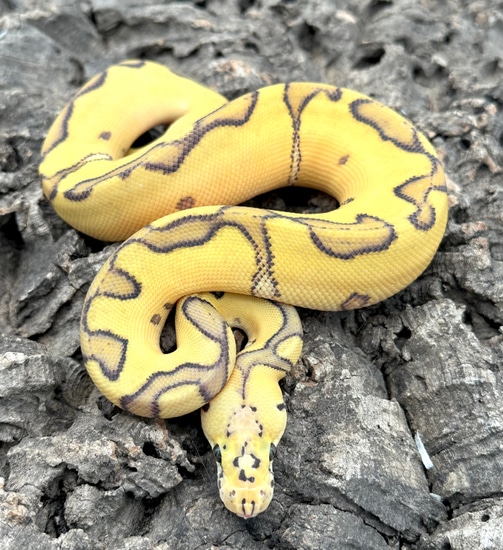 Clown Russo Enchi Pastel %100 Het Ghost Ball Python by Herps Etc Reptiles