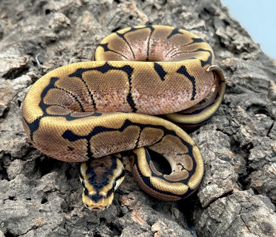 Spider %100 Het Sunset Ball Python by Herps Etc Reptiles