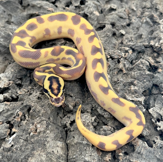 Freeway Leopard Orange Dream Vanilla Enchi Ball Python by Herps Etc ...