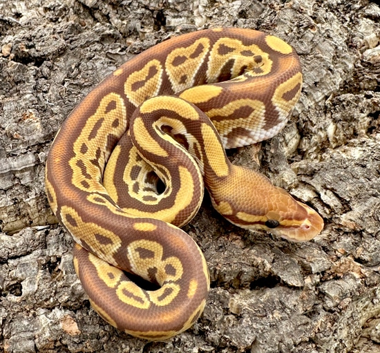 Ultramel Bongo %100 Het Puzzle Ball Python by Herps Etc Reptiles