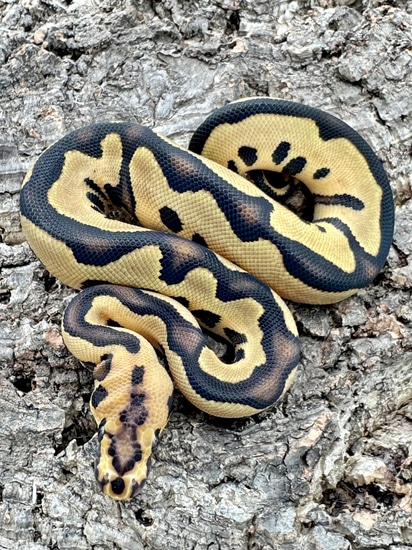 Clown Orange Dream Leopard Fire Ball Python by Herps Etc Reptiles