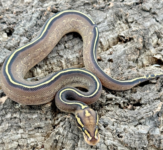 Freeway Ghi Vanilla Ball Python by Herps Etc Reptiles