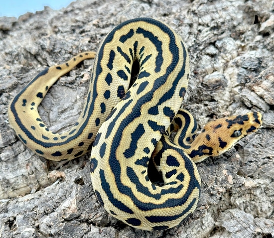 Clown Ghi Leopard Spotnose Yellowbelly (Ghi Yb Batman) Ball Python by ...