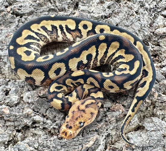 Clown Mahogany Spotnose Yellowbelly Ball Python by Herps Etc Reptiles