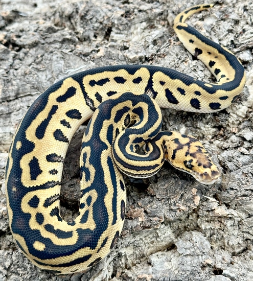 Clown Ghi Leopard Yellowbelly Ball Python by Herps Etc Reptiles