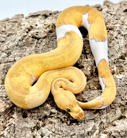 Clown Pied Pinstripe %100 Het Hypo(Ghost) Ball Python by Herps Etc Reptiles