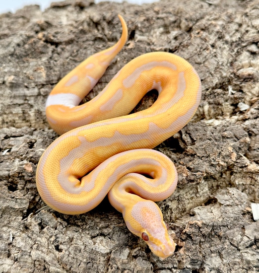 PIED CANDY Ball Python by Herps Etc Reptiles
