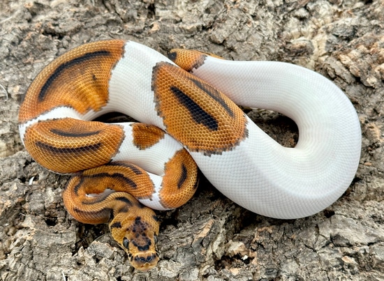 Clown Pied %100 Het Hypo (Ghost) Ball Python by Herps Etc Reptiles